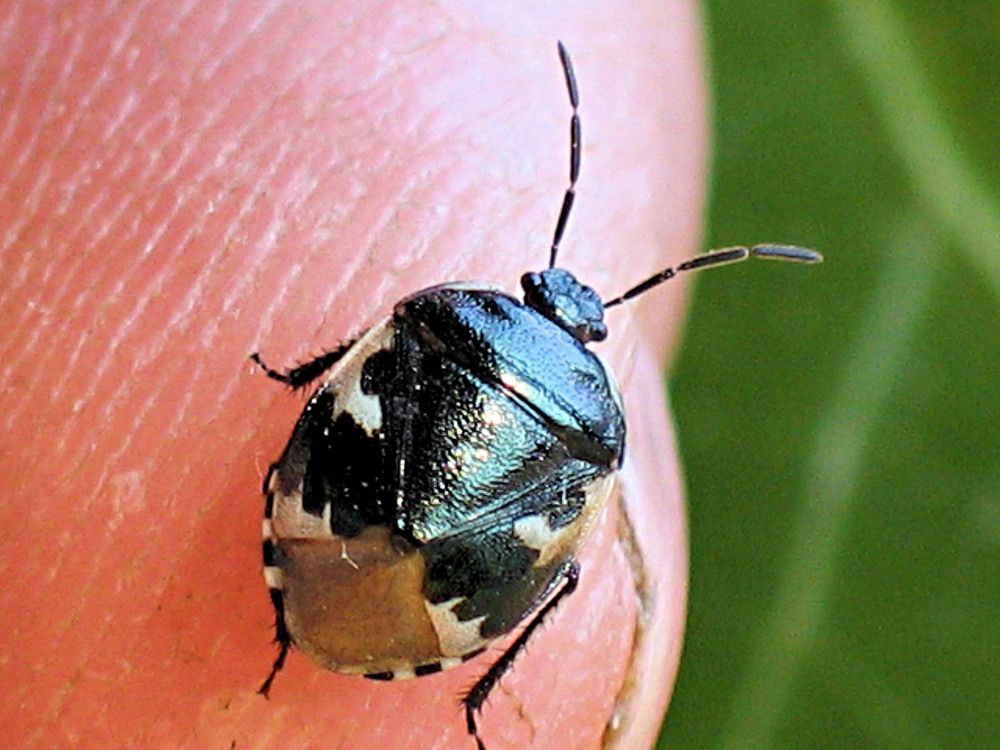 Фотографія Тритомегас двухцветный (Tritomegas bicolor) / Станіслав Гр ...