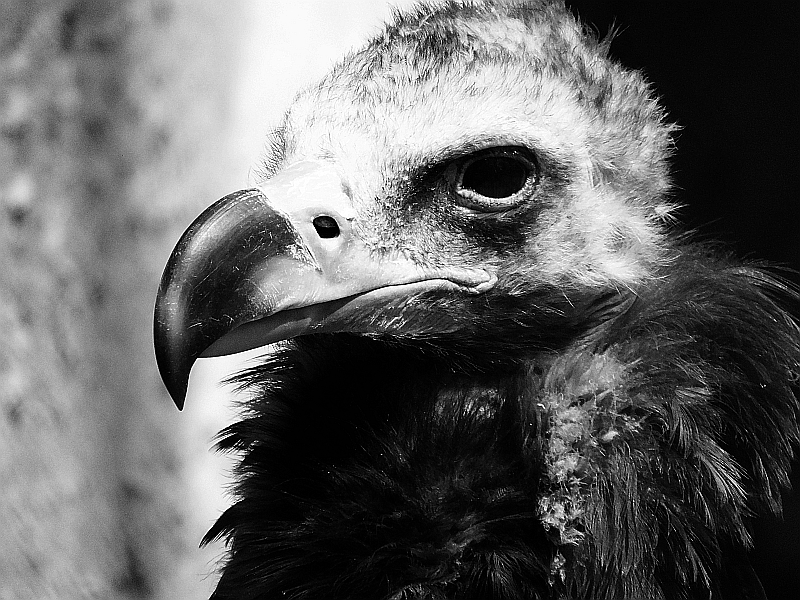 Фотографія Вот смотрю я на вас и думаю... / Maxy Box / photographers.ua