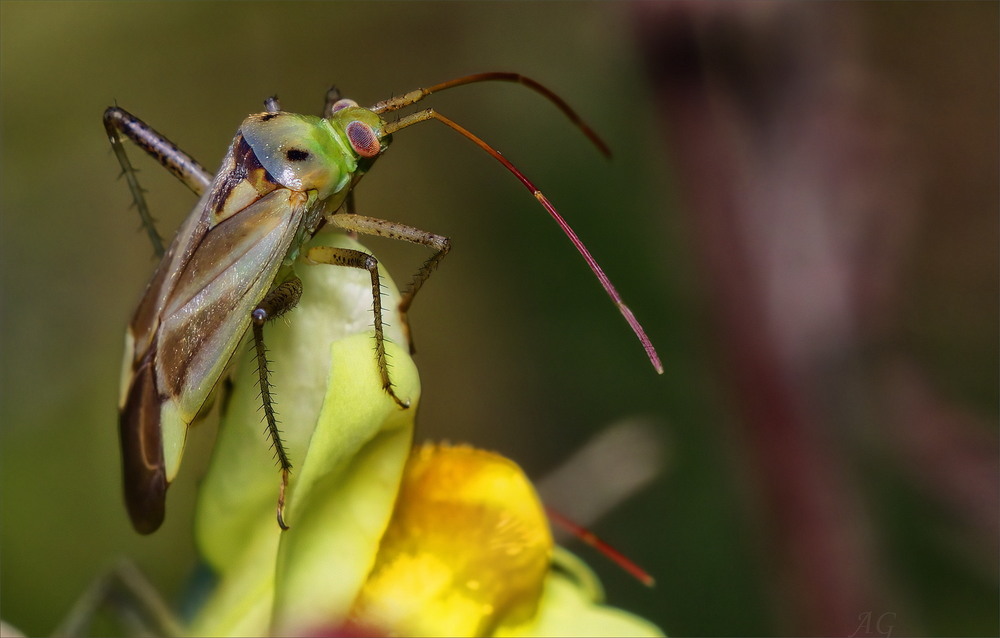 Фотографія Adelphocoris lineolatus / Андрей Снегирь / photographers.ua