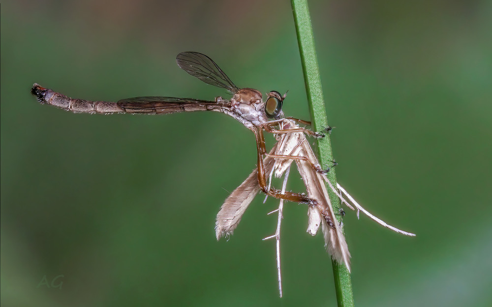 Фотографія Leptogaster cylindrica / Андрей Снегирь / photographers.ua