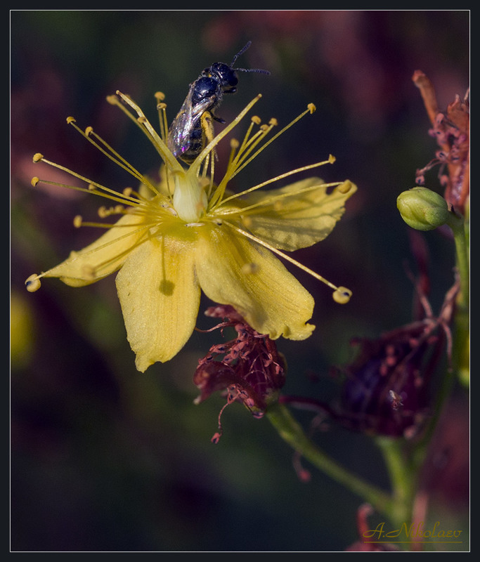 Фотографія Повелитель цветов. / Alex Nik / photographers.ua