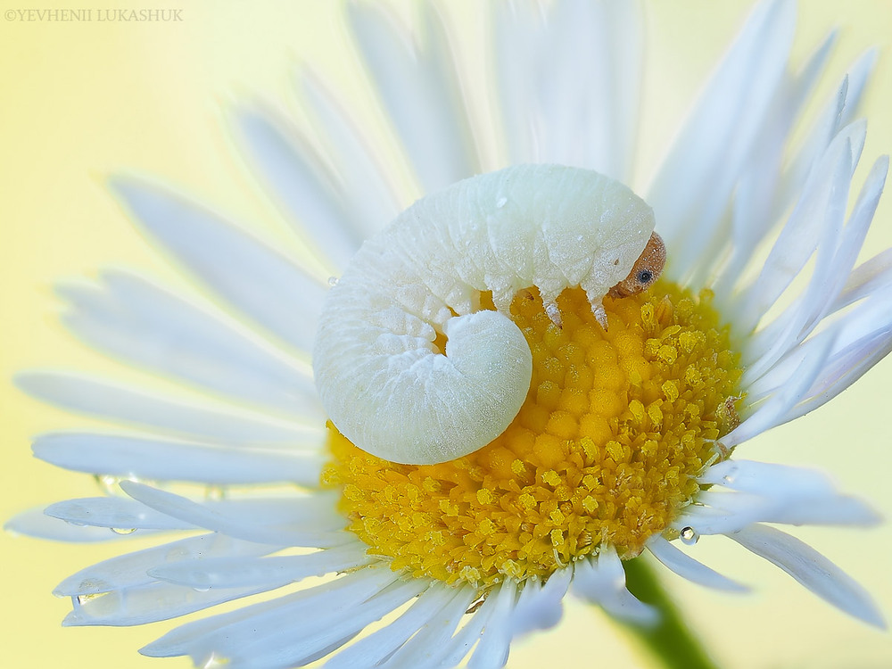 Фотографія Макро / Yevhenii Lukashuk / photographers.ua