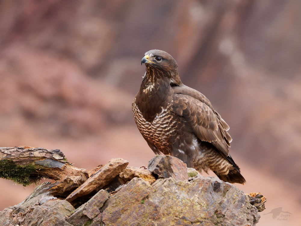 Фотографія Канюк / Dmytro Marchuk / photographers.ua