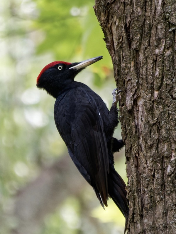 Фотографія Чорний дятел / Dmytro Marchuk / photographers.ua