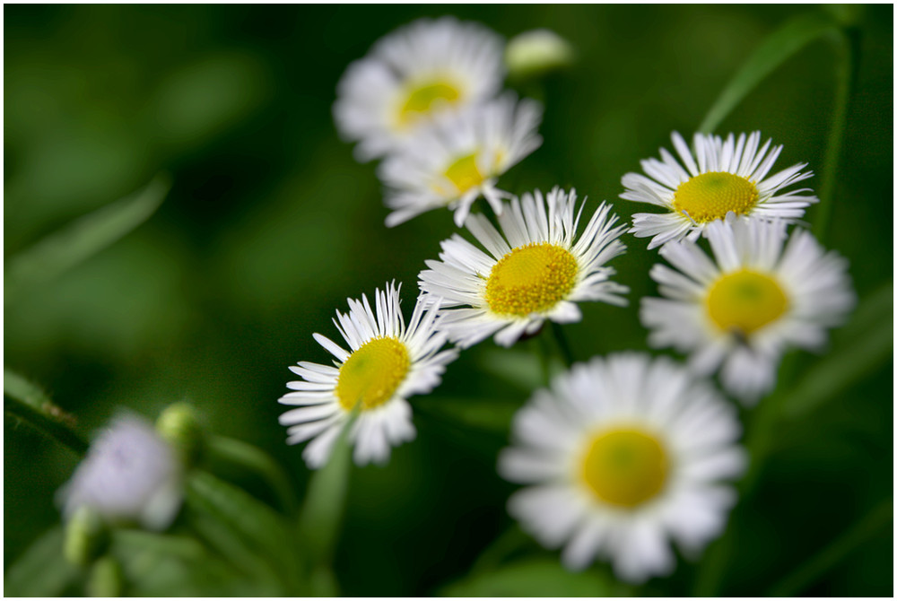 Фотографія Раз ромашка ... / Oleg Gordienko / photographers.ua