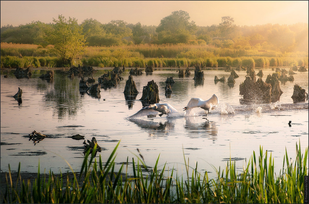 Фотографія Ранкова пробіжка! / Vlad Timoshenko / photographers.ua